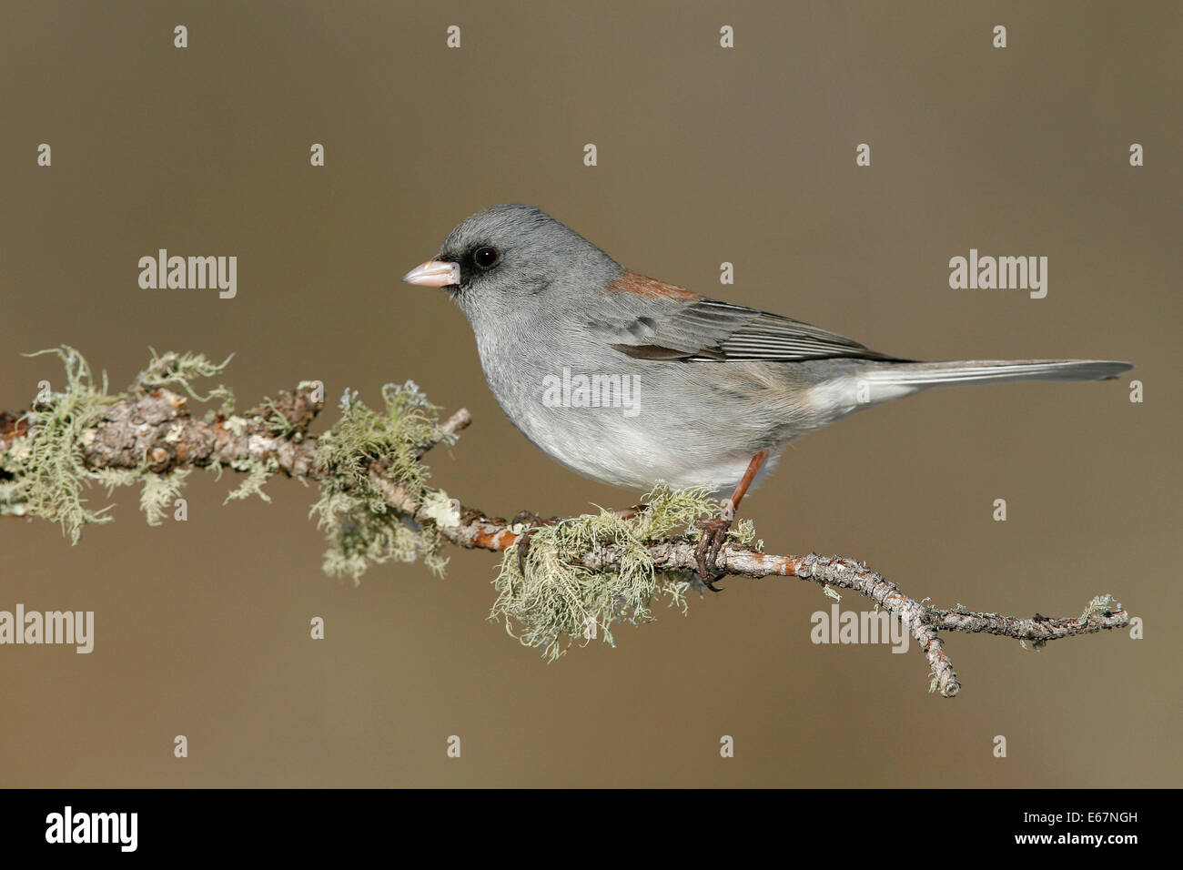 Dark-eyed Junco - Junco hyemalis (Gray-headed race Stock Photo - Alamy