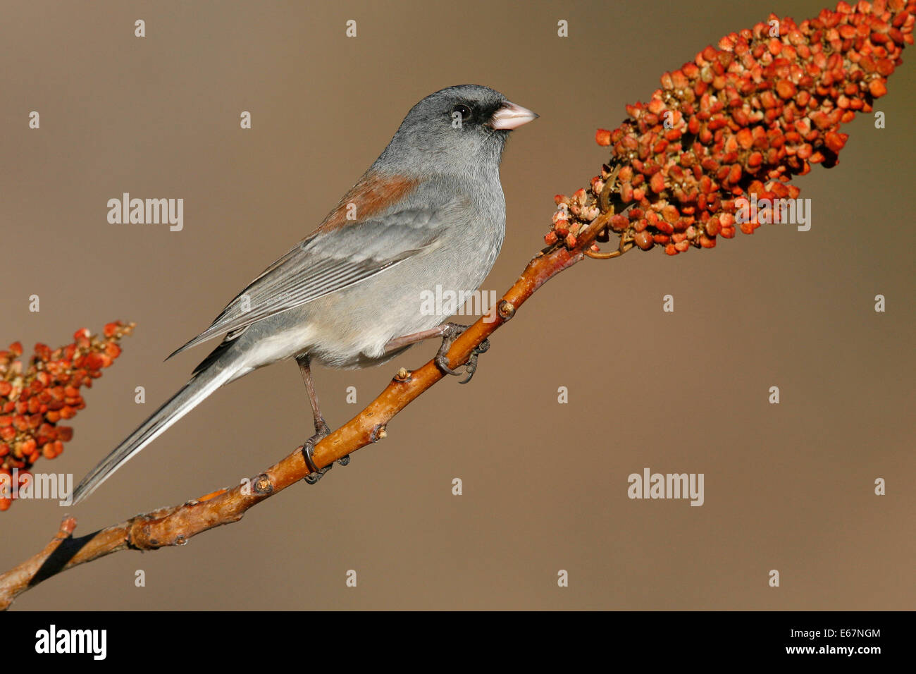 Dark-eyed Junco - Junco hyemalis (Gray-headed race Stock Photo - Alamy