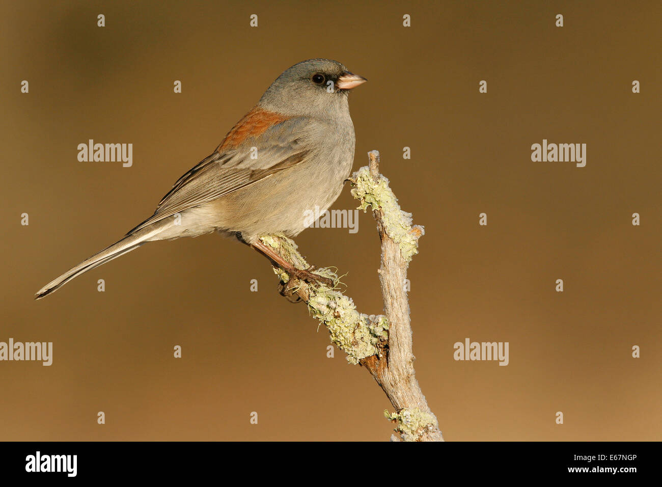 Dark-eyed Junco - Junco hyemalis (Gray-headed race Stock Photo - Alamy