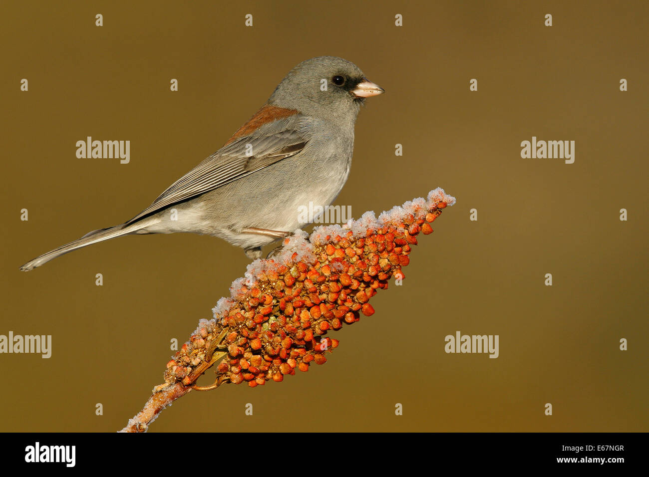 Dark-eyed Junco - Junco hyemalis (Gray-headed race Stock Photo - Alamy