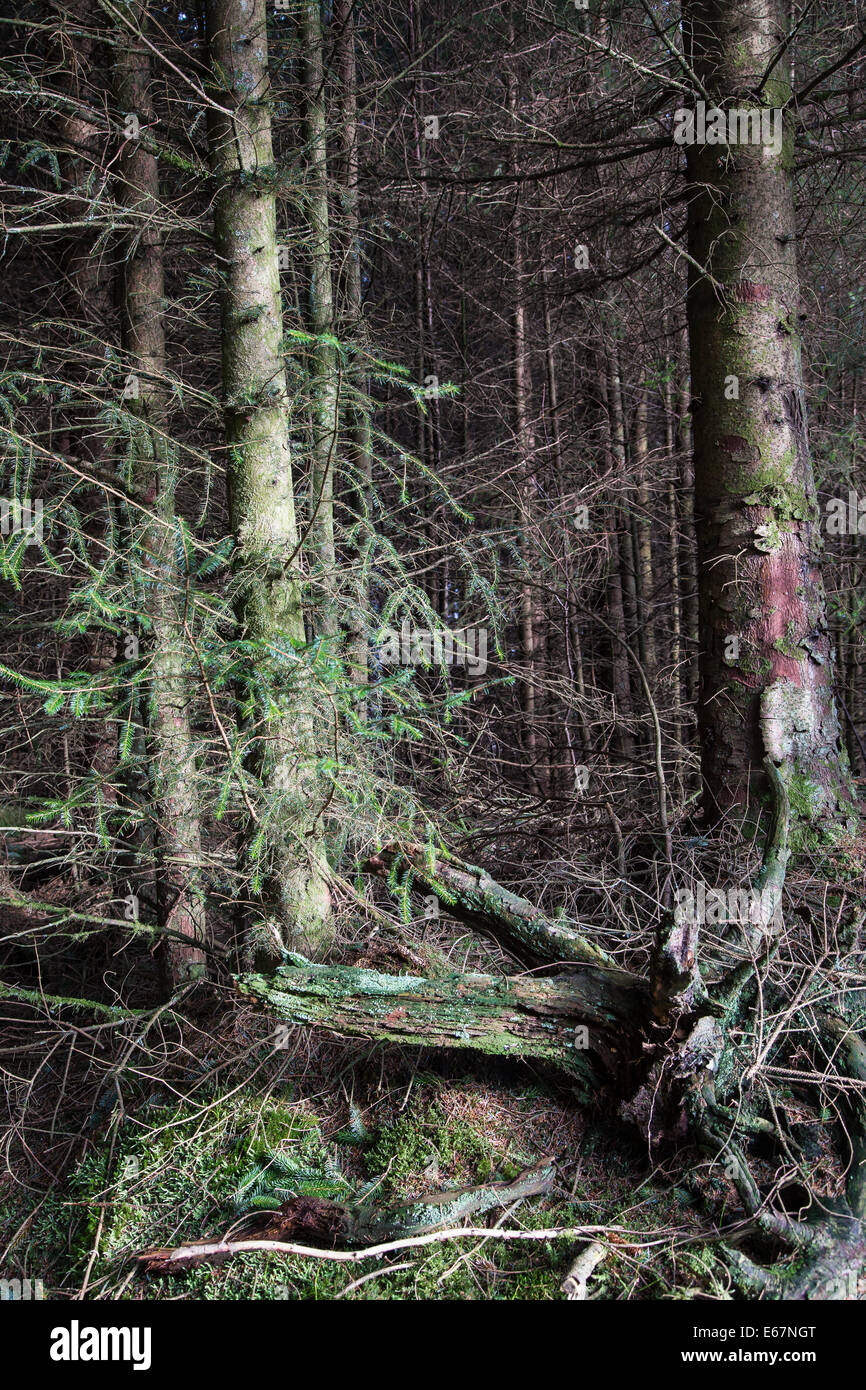 Scotland pine forest hi-res stock photography and images - Alamy
