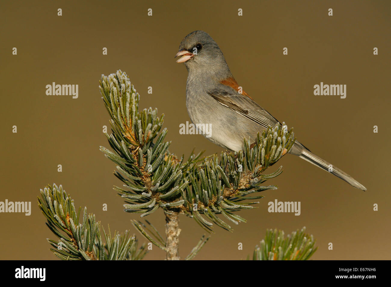 North american dark eyed juncos hi-res stock photography and images - Alamy