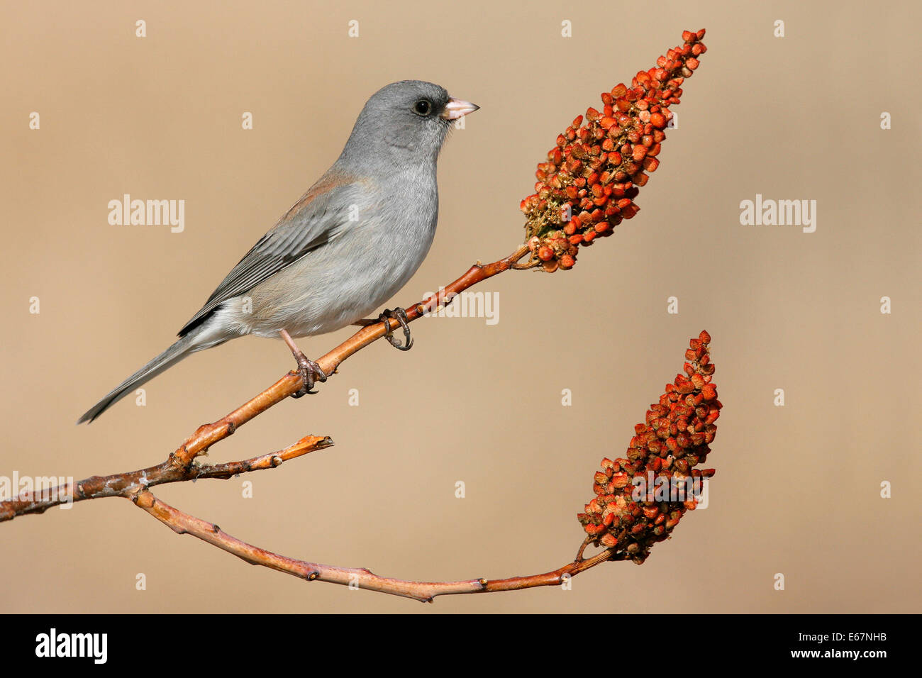 Dark-eyed Junco - Junco hyemalis (Gray-headed race Stock Photo - Alamy