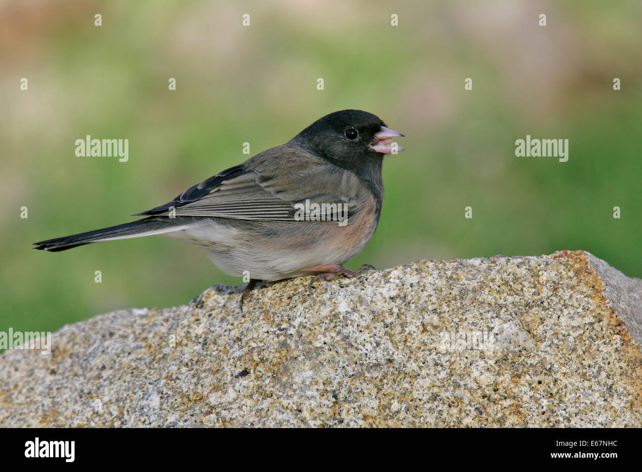 Female dark eyed juncos hi-res stock photography and images - Alamy