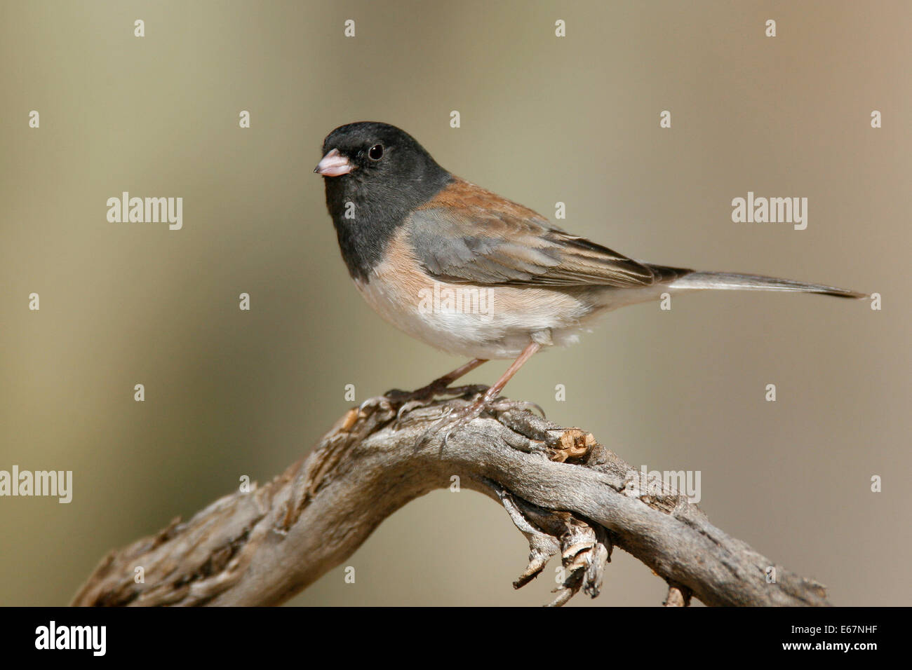 Dark-eyed Junco - Junco hyemalis (Oregon form) - male Stock Photo - Alamy