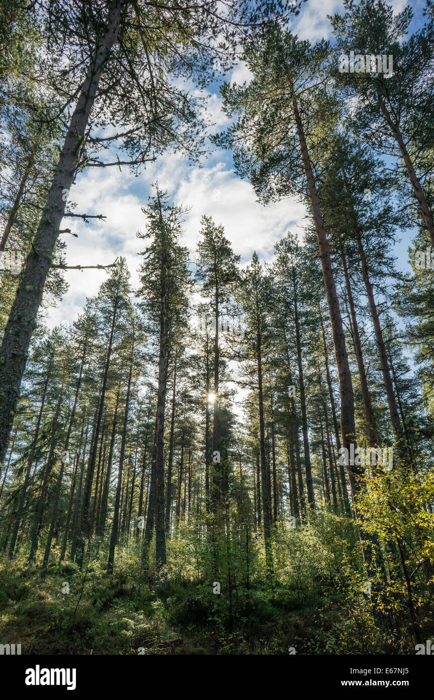 Pine trees at Torbreck forest in Scotland Stock Photo - Alamy