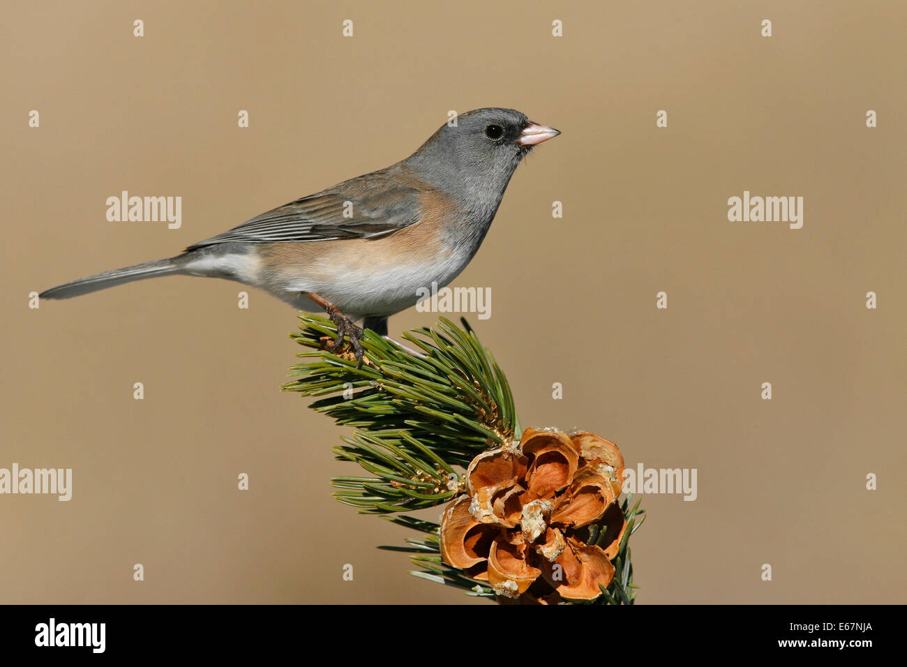 Dark-eyed Junco - Junco hyemalis (Oregon form Stock Photo - Alamy
