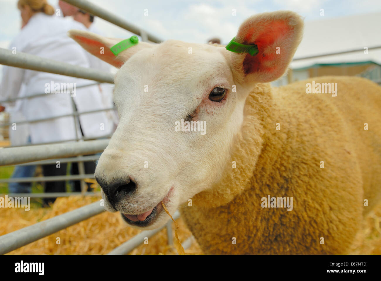 Texel sheep ready for a show Stock Photo - Alamy
