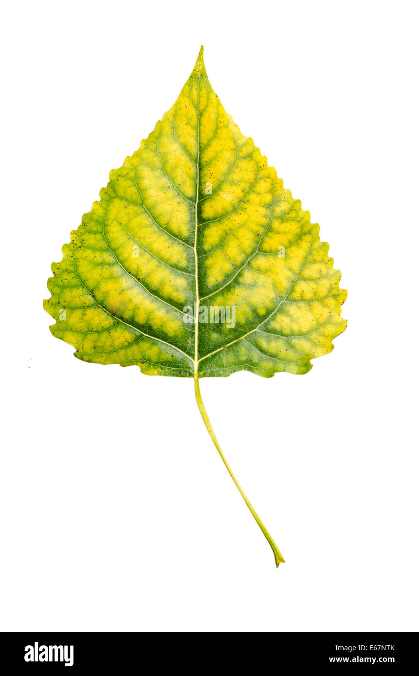 White poplar leaf hi-res stock photography and images - Alamy