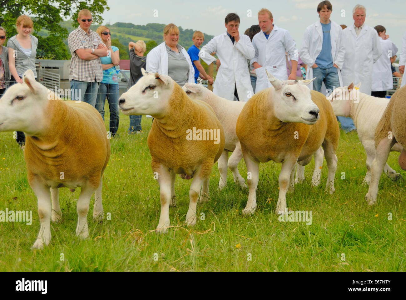 Texel sheep ready for a show Stock Photo - Alamy