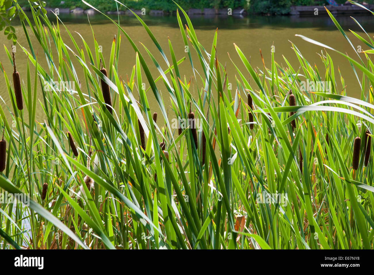 Cattails and reeds hi-res stock photography and images - Alamy