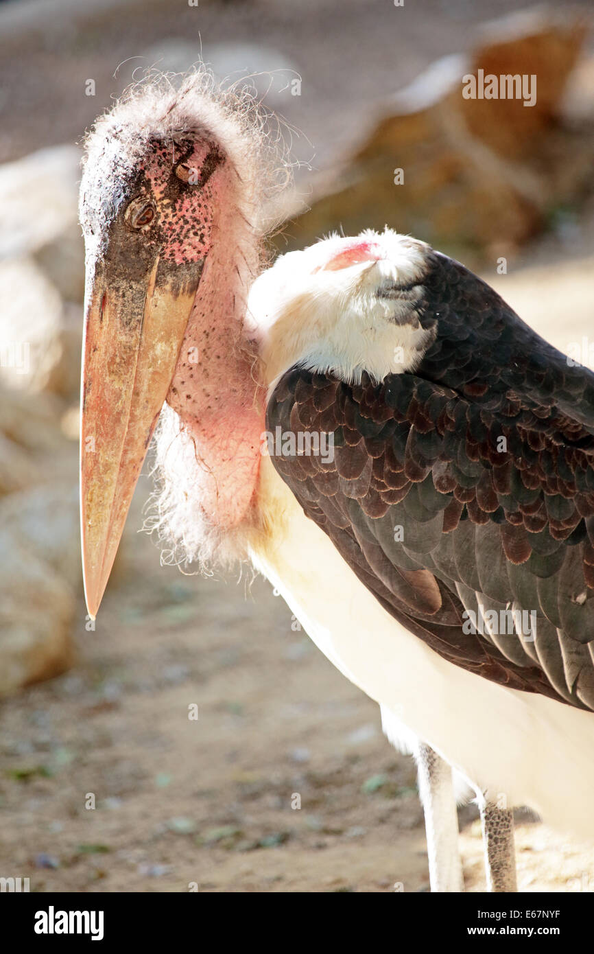 Portrait of a marabou stork (Leptoptilos crumeniferus), a large african ...