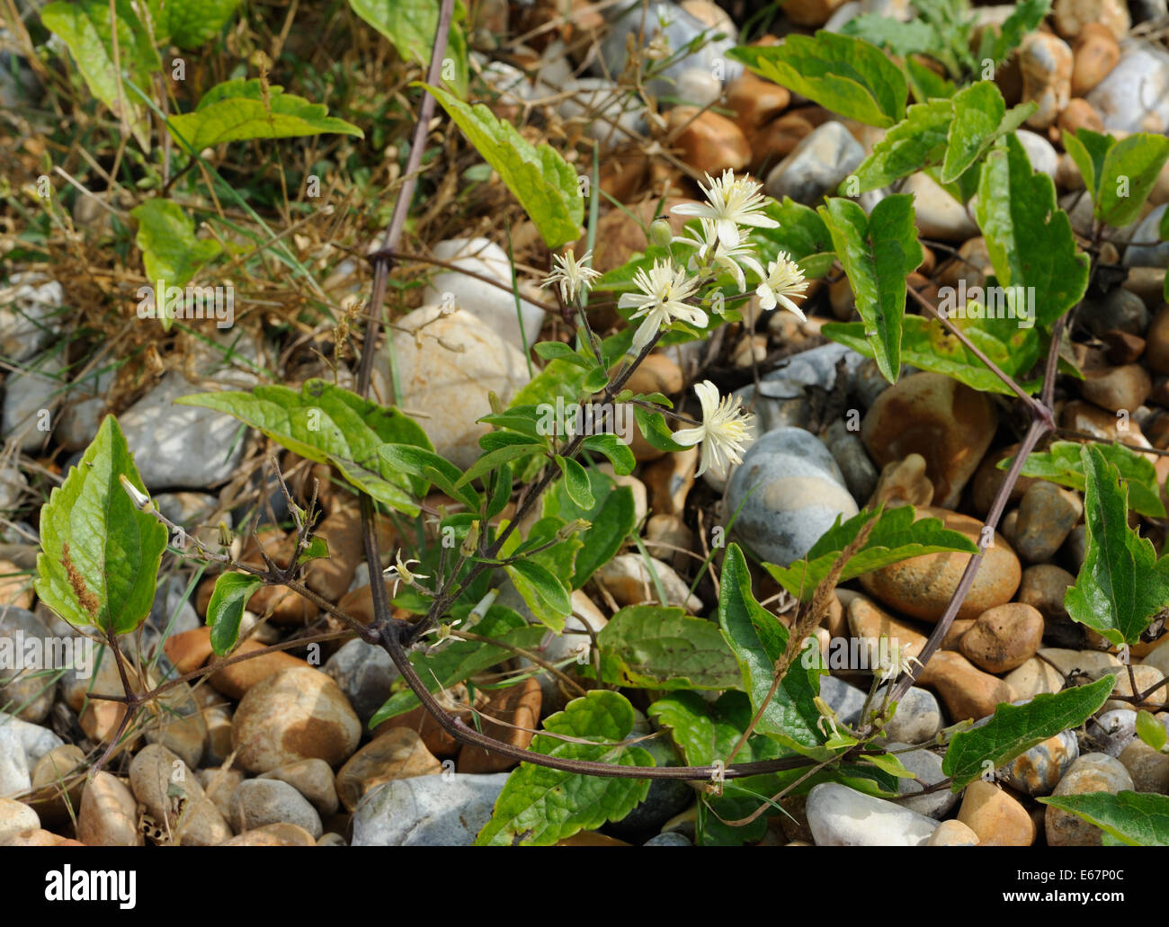 Shingle beach plants hi-res stock photography and images - Alamy