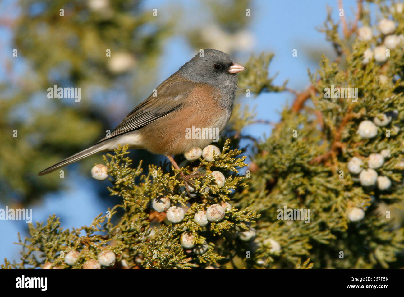 Dark-eyed Junco - Junco hyemalis (Pink-sided race Stock Photo - Alamy
