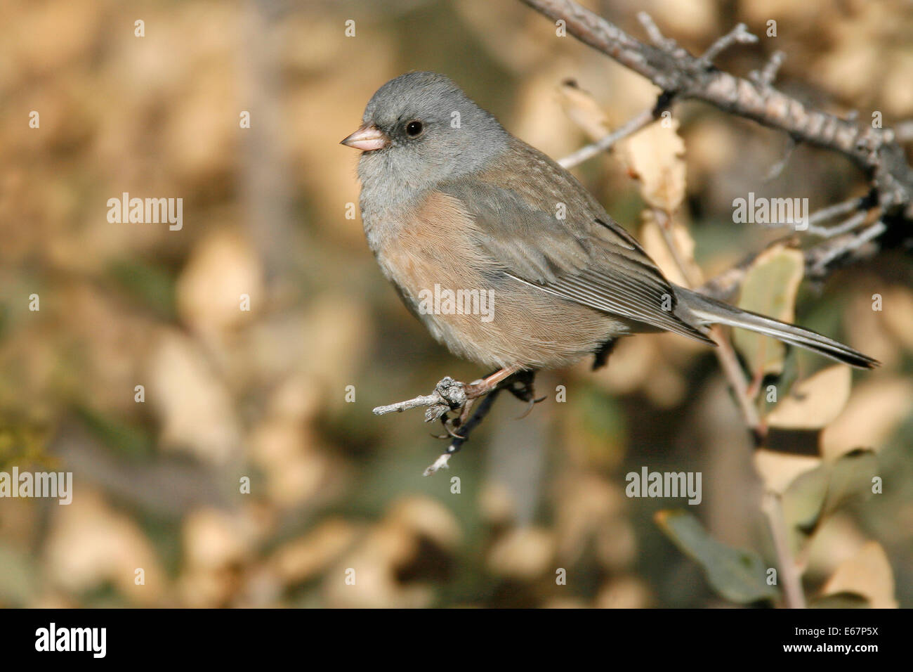 Dark-eyed Junco - Junco hyemalis (Pink-sided race Stock Photo - Alamy
