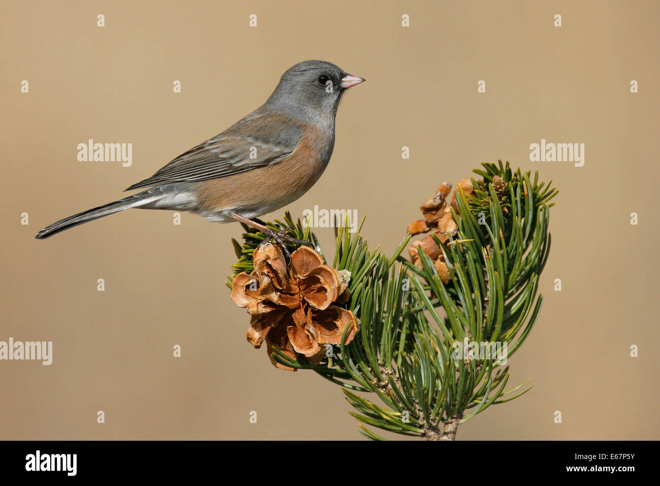 Dark-eyed Junco - Junco hyemalis (Pink-sided race Stock Photo - Alamy