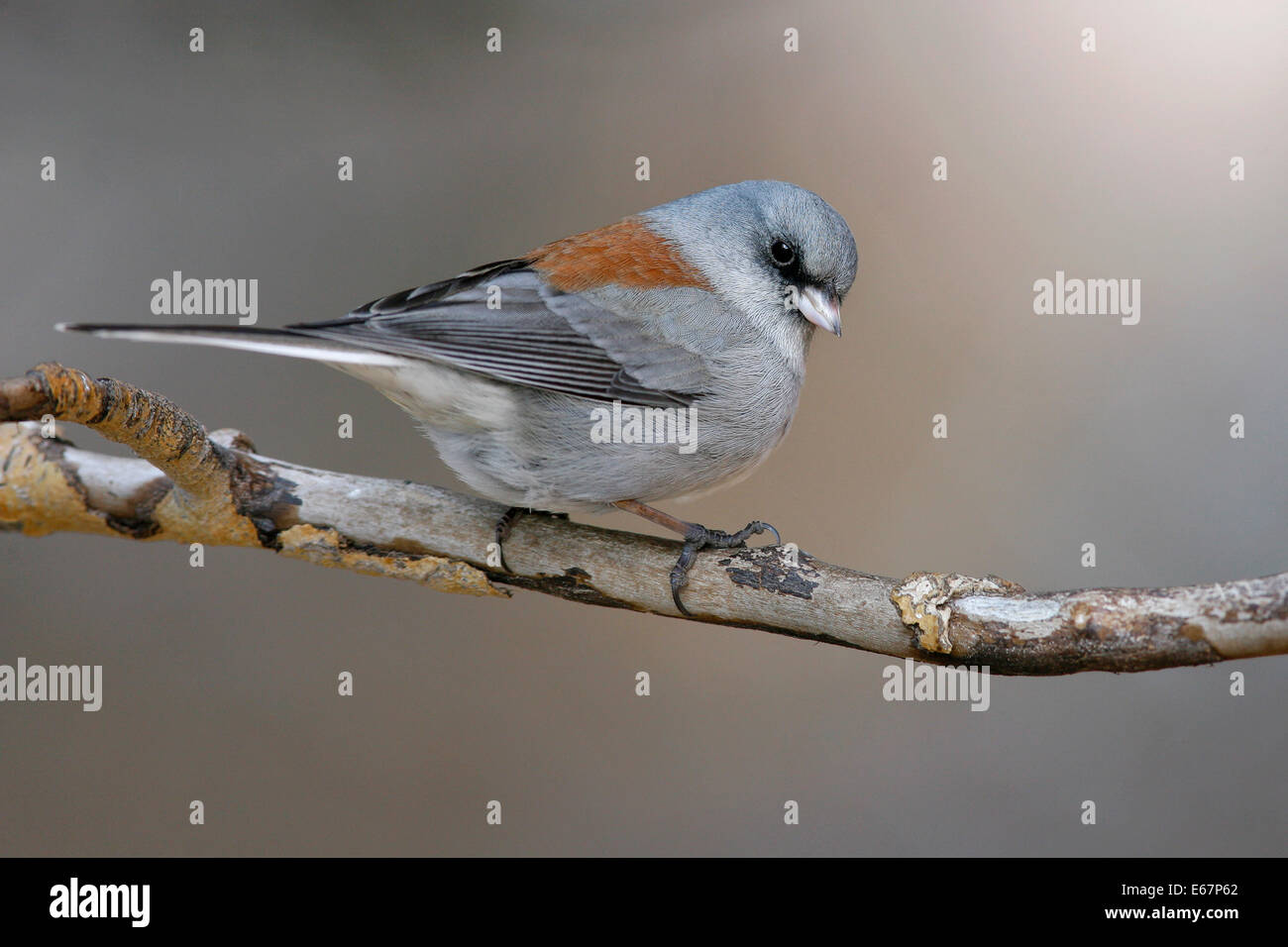 Dark-eyed Junco - Junco hyemalis (Gray-headed race Stock Photo - Alamy