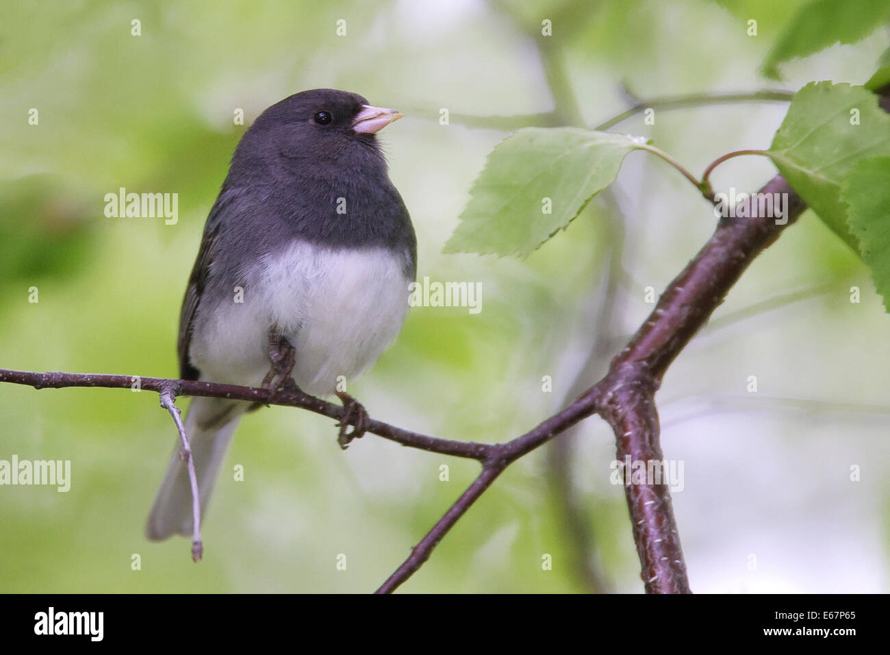 Dark-eyed Junco - Junco hyemalis (Slate-colored race) - male Stock ...