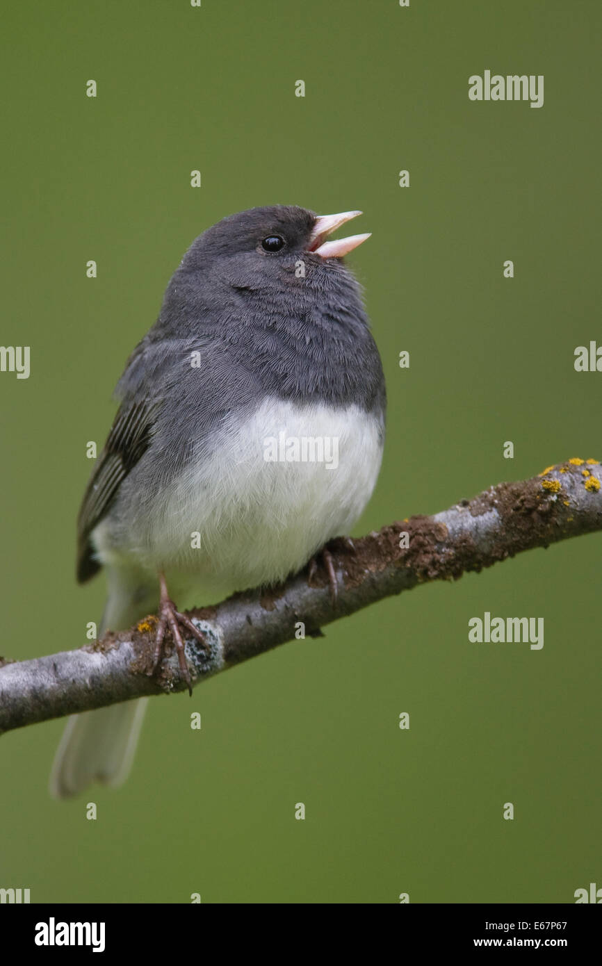 Dark-eyed Junco - Junco hyemalis (Slate-colored race) - male Stock ...