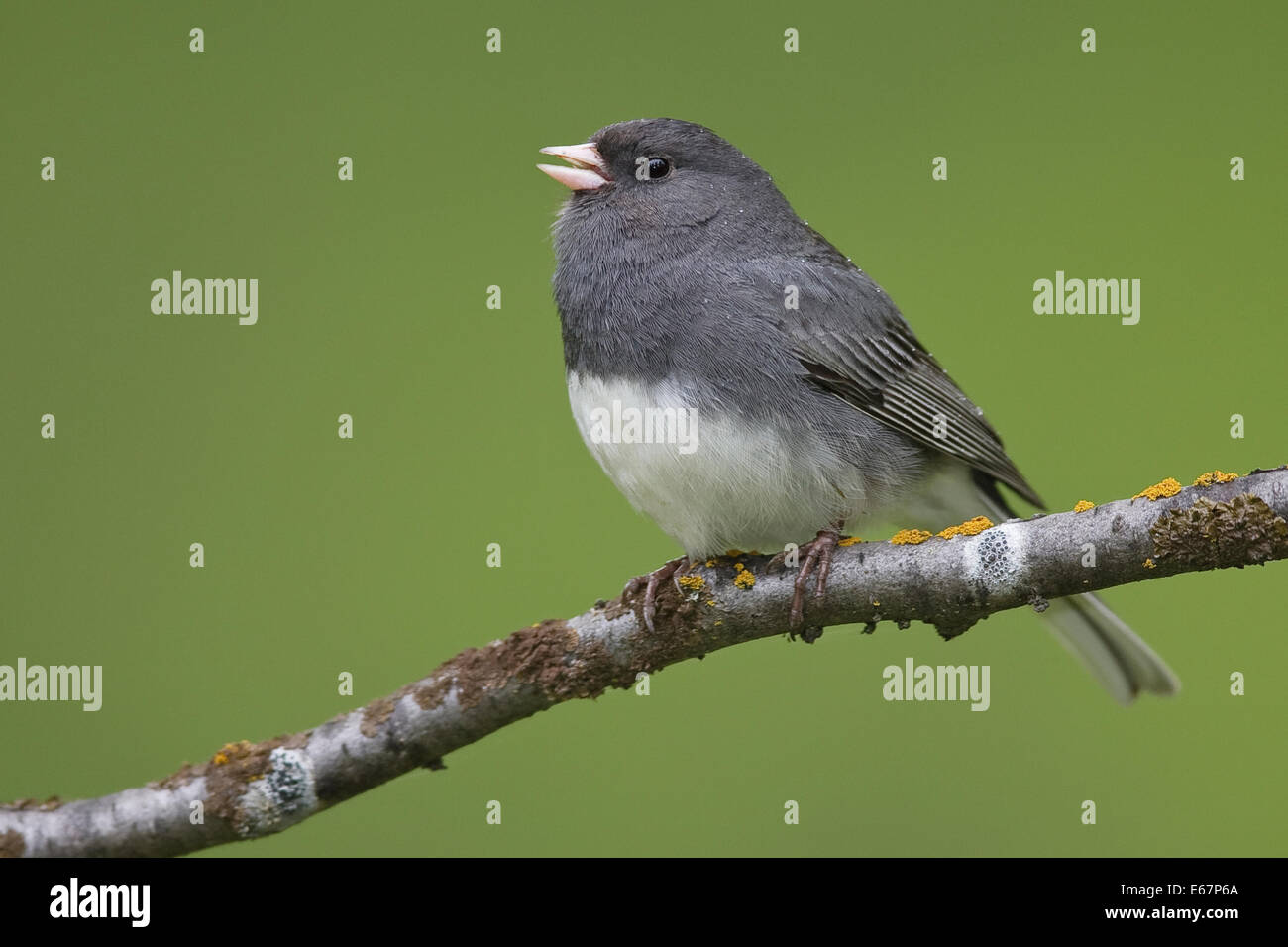 Dark-eyed Junco - Junco hyemalis (Slate-colored race) - male Stock ...