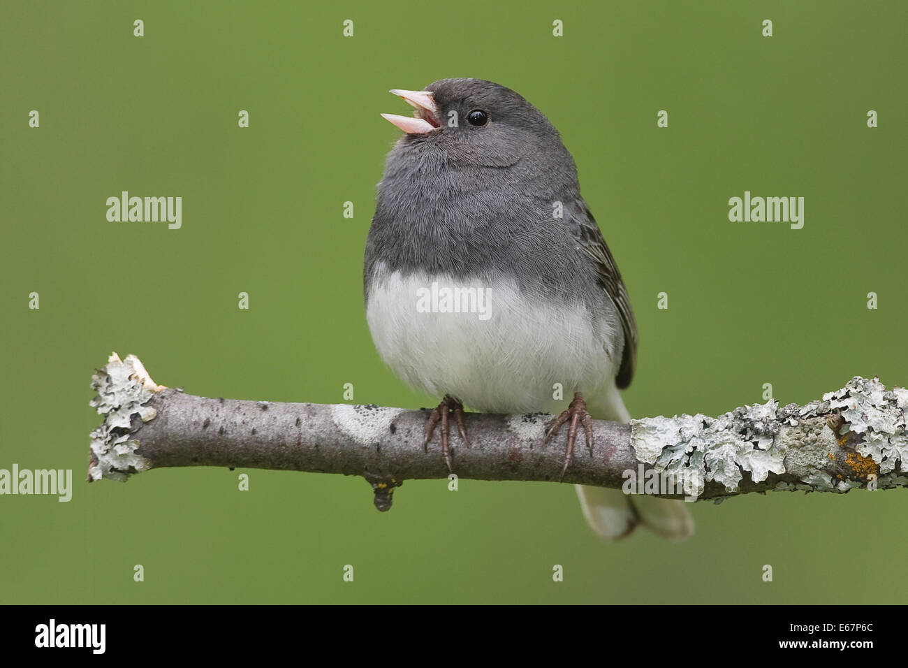 Male junco hi-res stock photography and images - Alamy