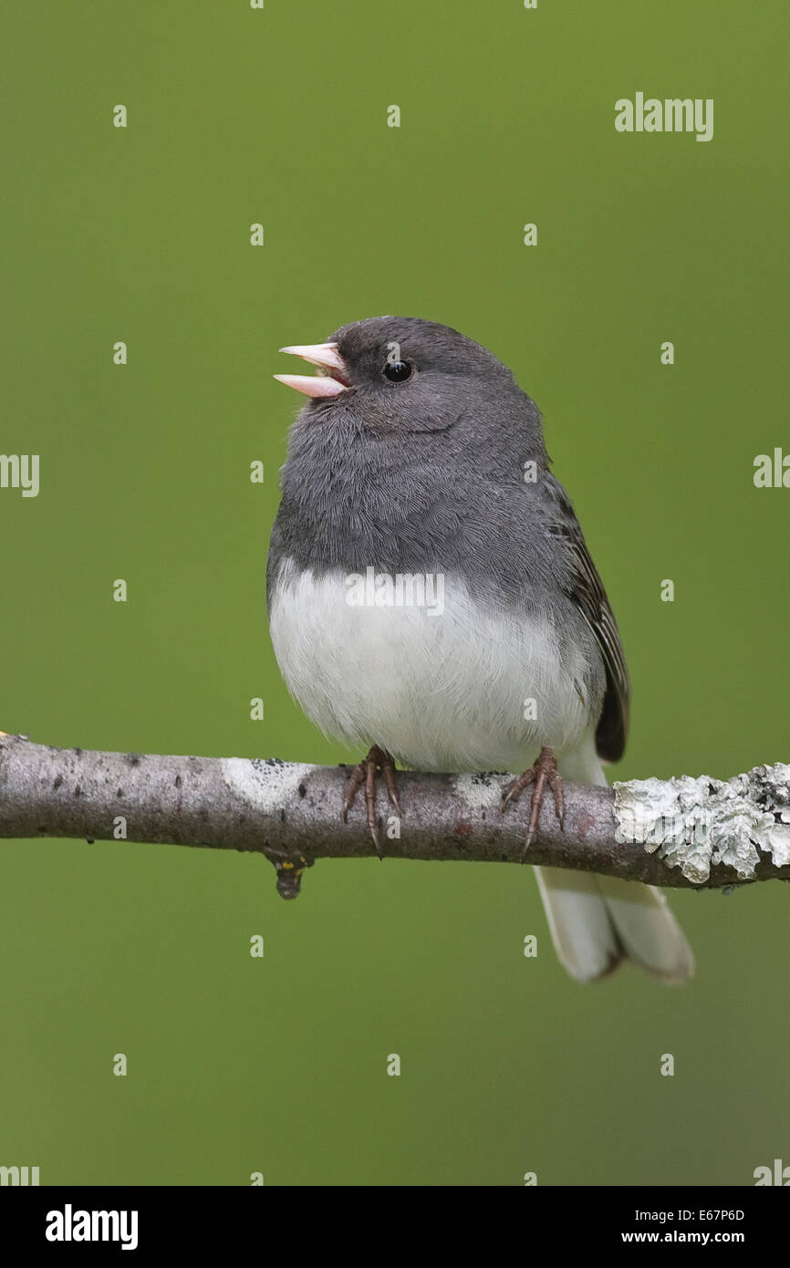 Slate colored juncos hi-res stock photography and images - Alamy
