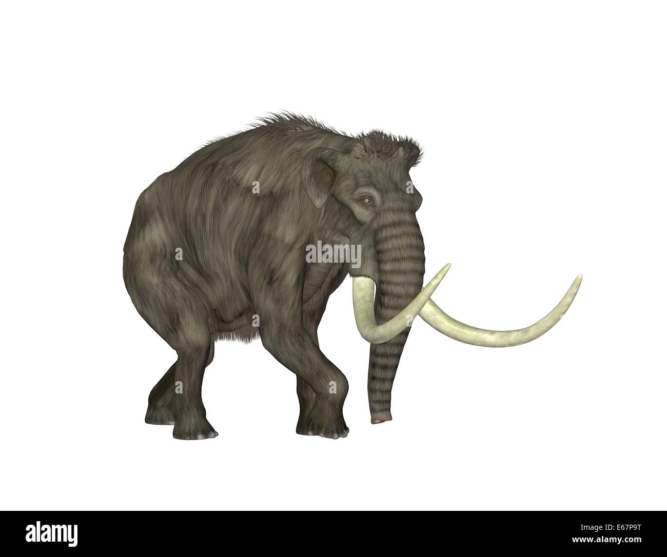 Mammut / Mammoth Stock Photo - Alamy