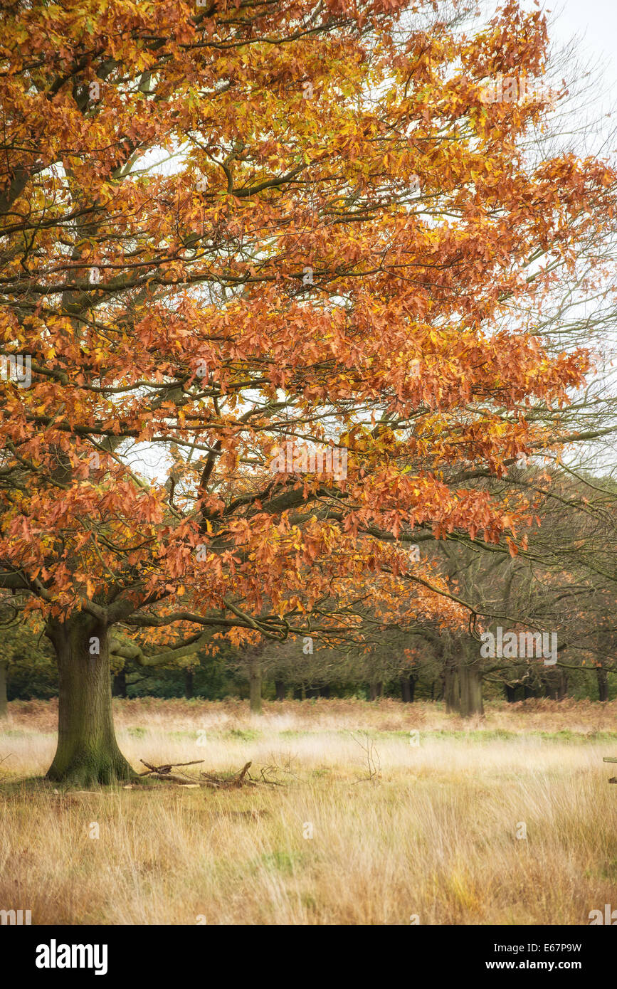 Stunning Autumn color trees in forest Stock Photo - Alamy