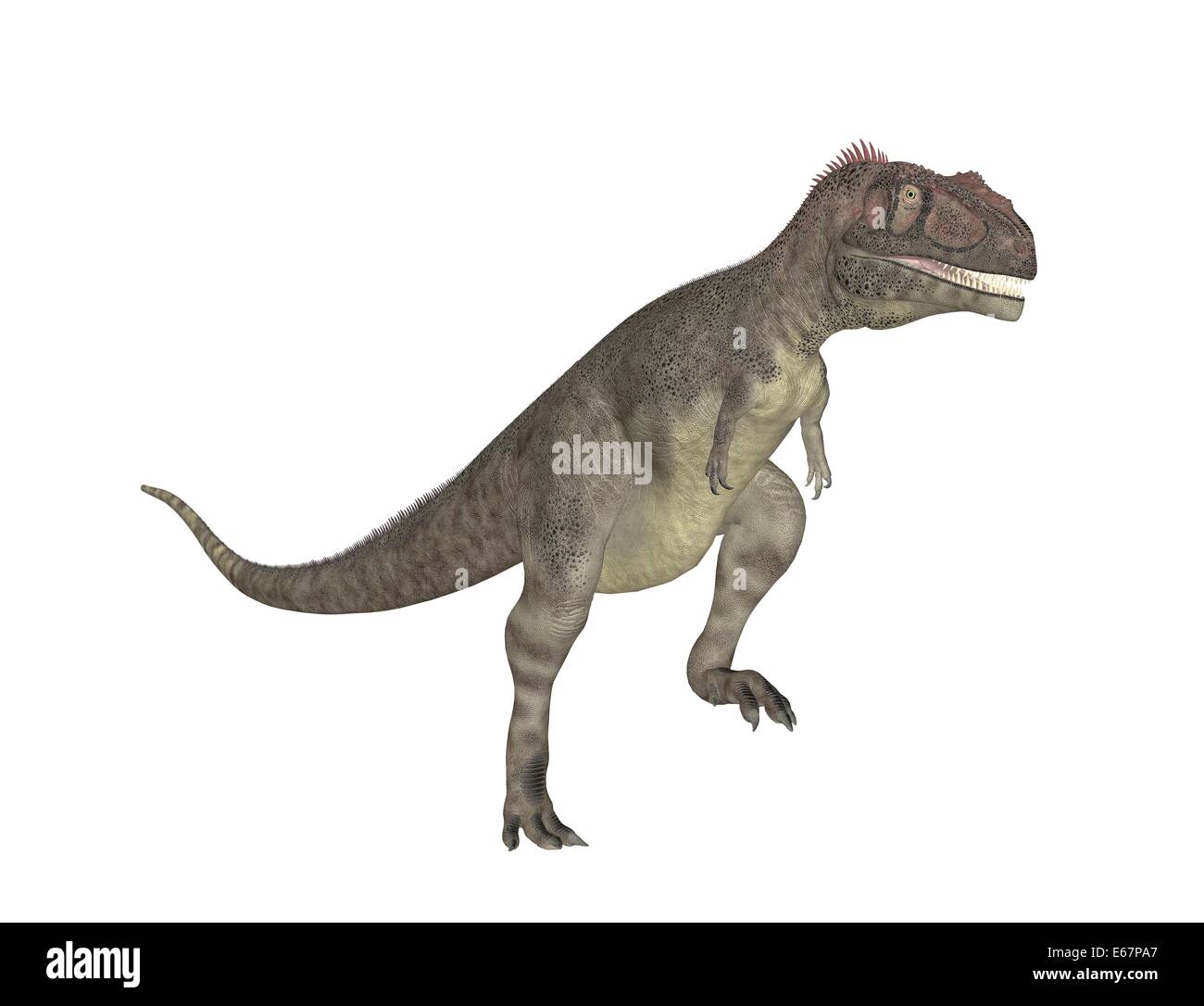 Dinosaurier Mapusaurus / dinosaur Mapusaurus Stock Photo - Alamy