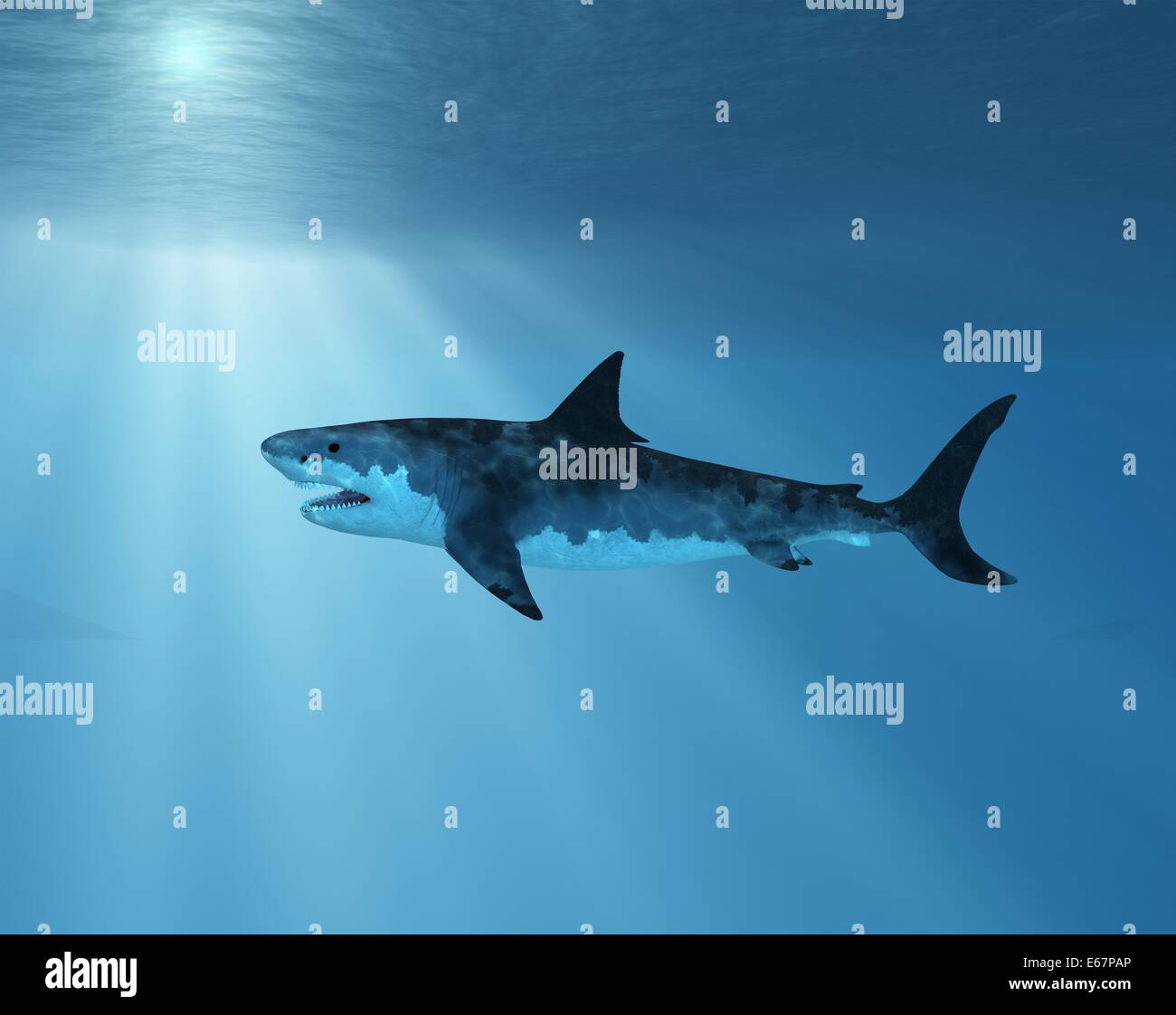 Megalodon hi-res stock photography and images - Alamy