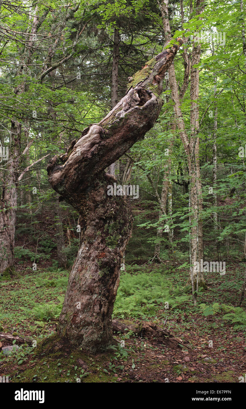 Old dead tree in wooded area Stock Photo - Alamy