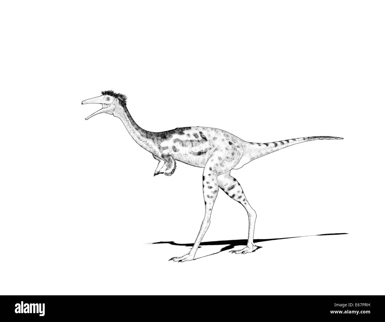 Dinosaurier Mononykus / dinosaur Mononykus Stock Photo - Alamy