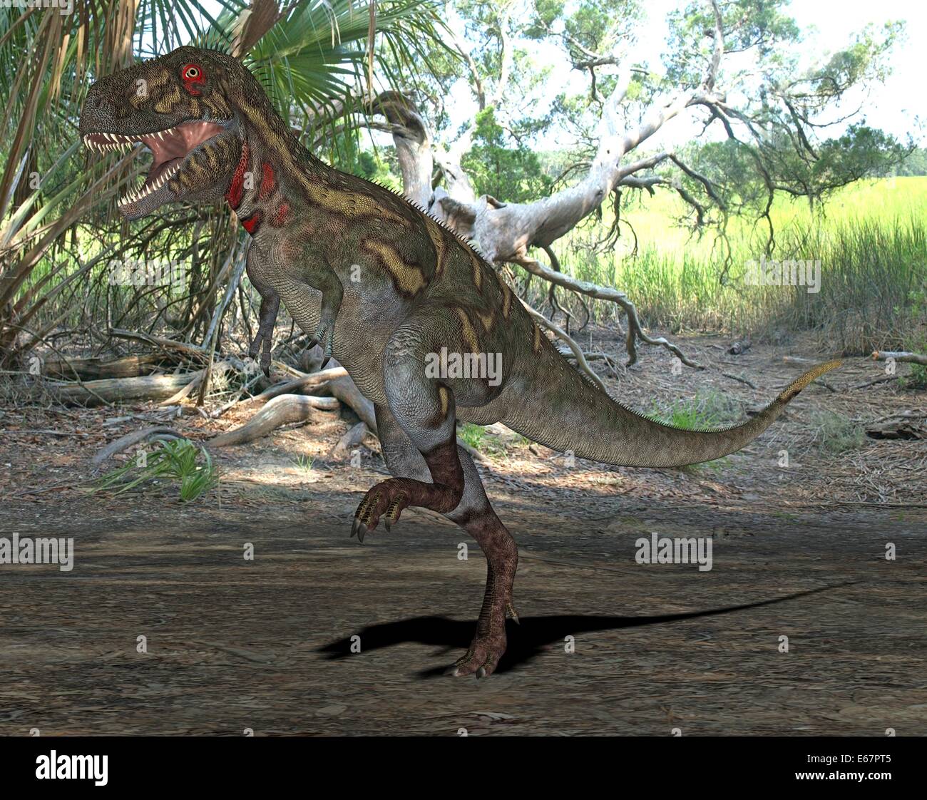 Nanotyrannus hi-res stock photography and images - Alamy