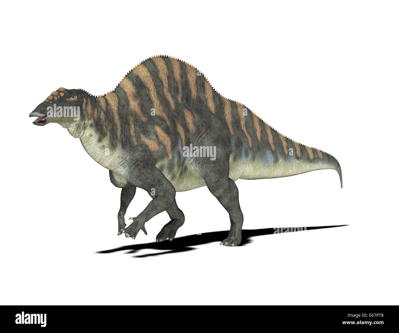 Ouranosaurus hi-res stock photography and images - Alamy