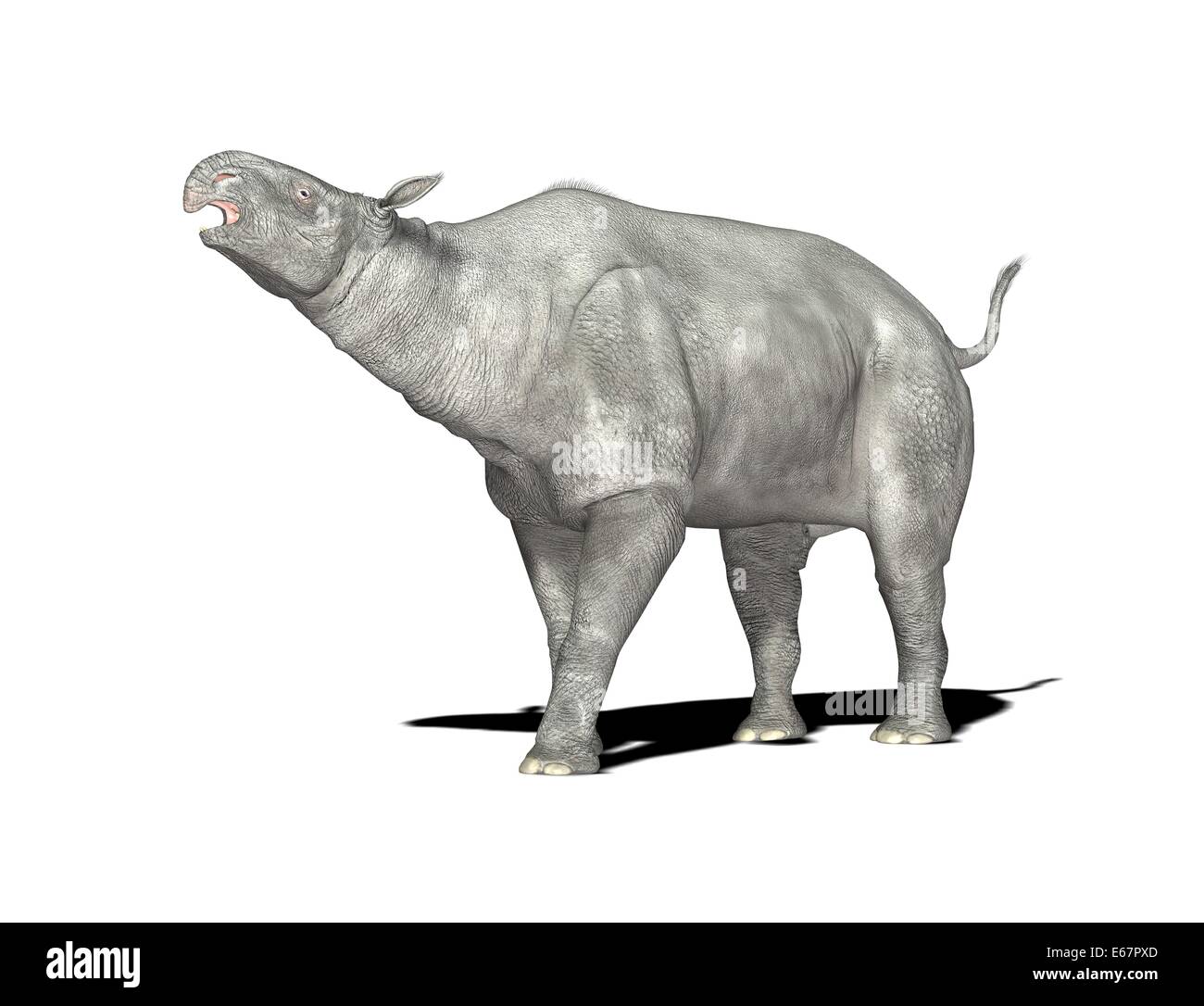 Paraceratherium High Resolution Stock Photography and Images - Alamy