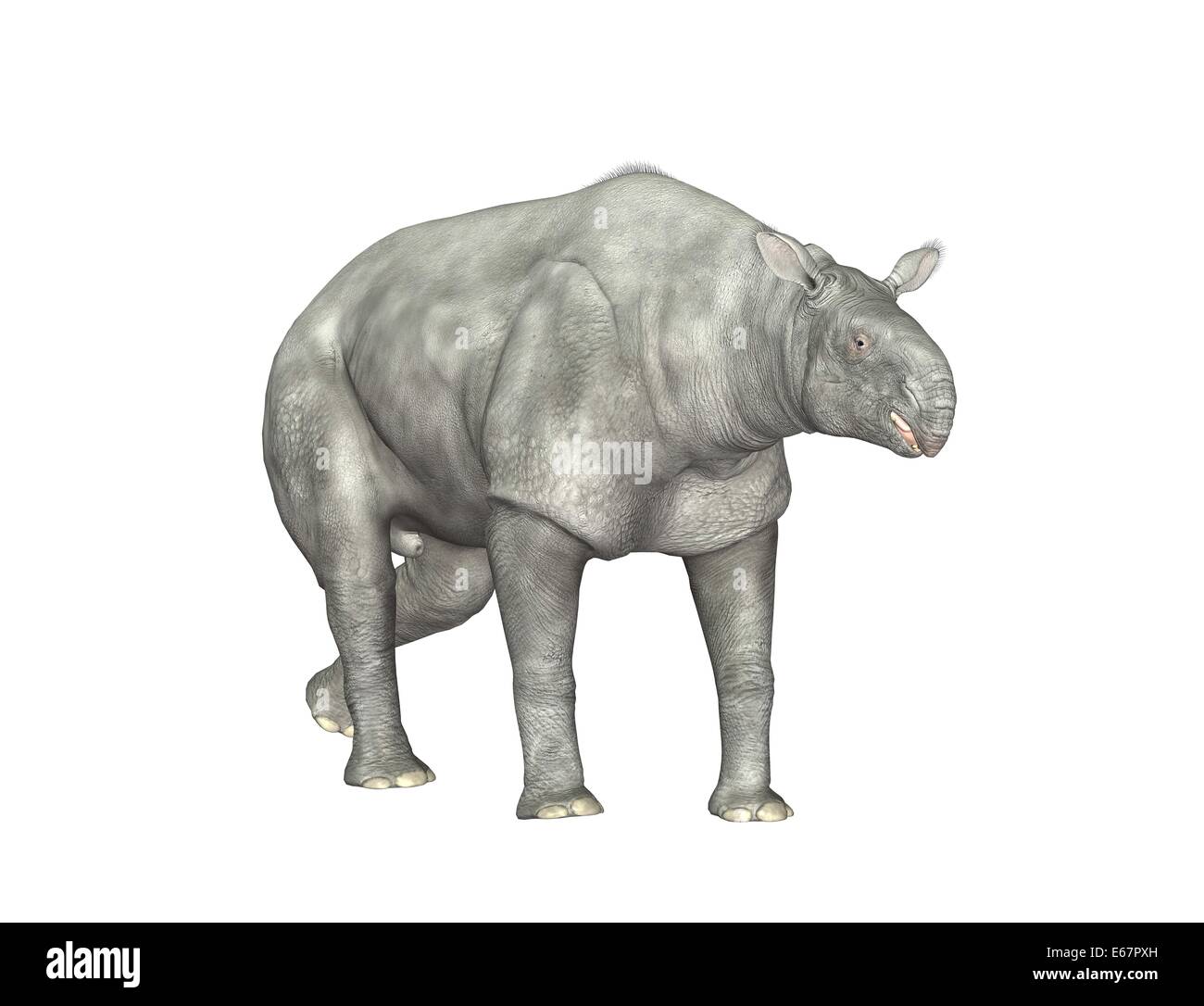 Dinosaurier Paraceratherium / dinosaur Paraceratherium Stock Photo - Alamy