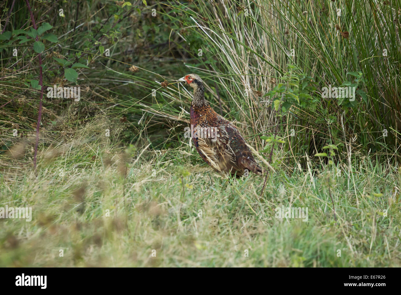 Pheasant on the withycoombe shoot Stock Photo - Alamy