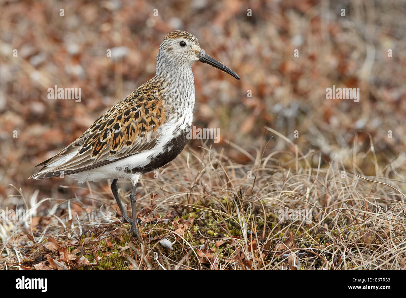 Adult breeding dunlin hi-res stock photography and images - Alamy