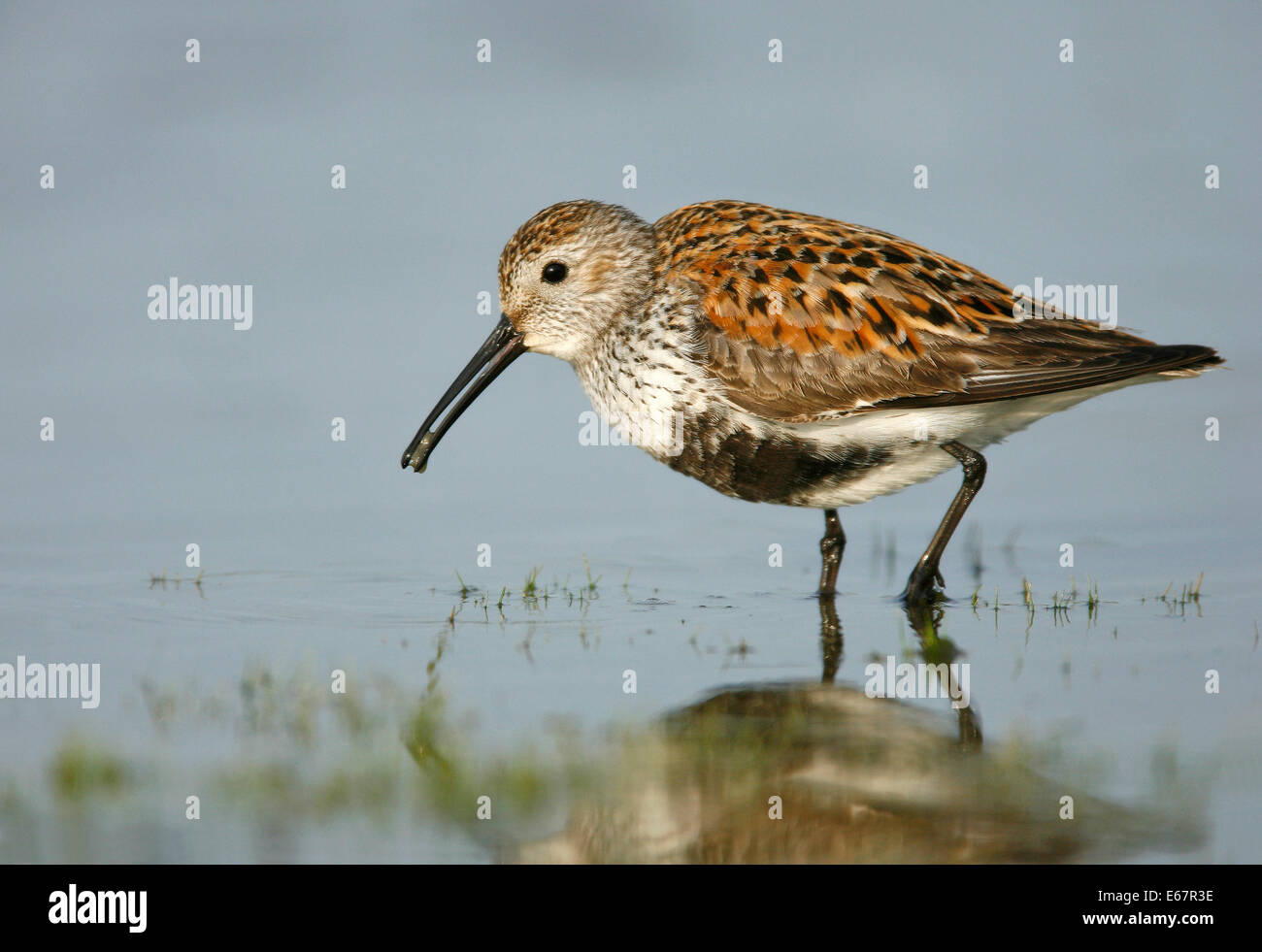 Dunlin - Calidris alpina - breeding adult Stock Photo - Alamy