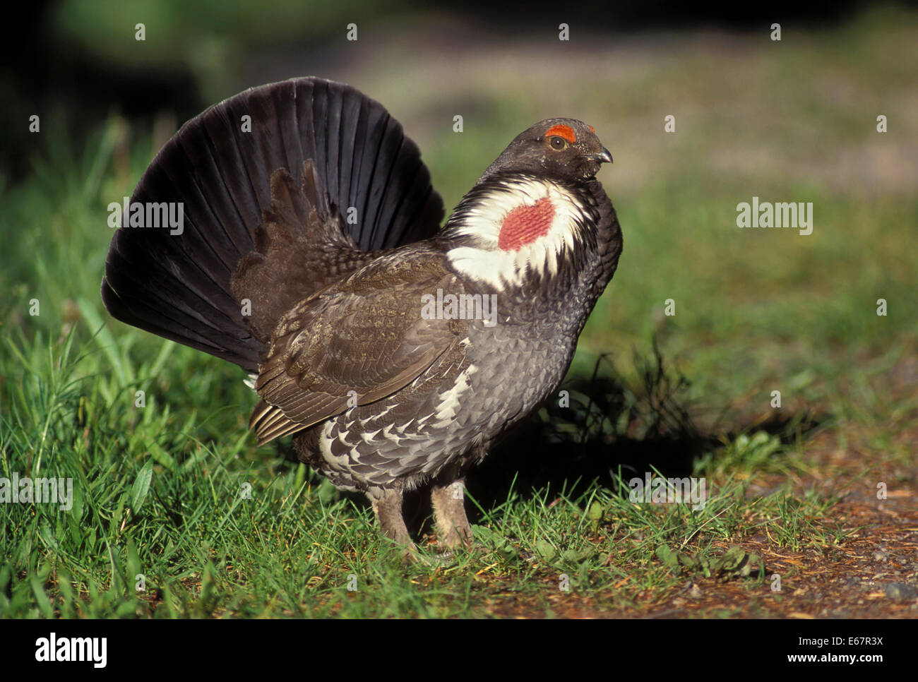 Dusky Grouse - Dendragapus obscurus - male Stock Photo - Alamy