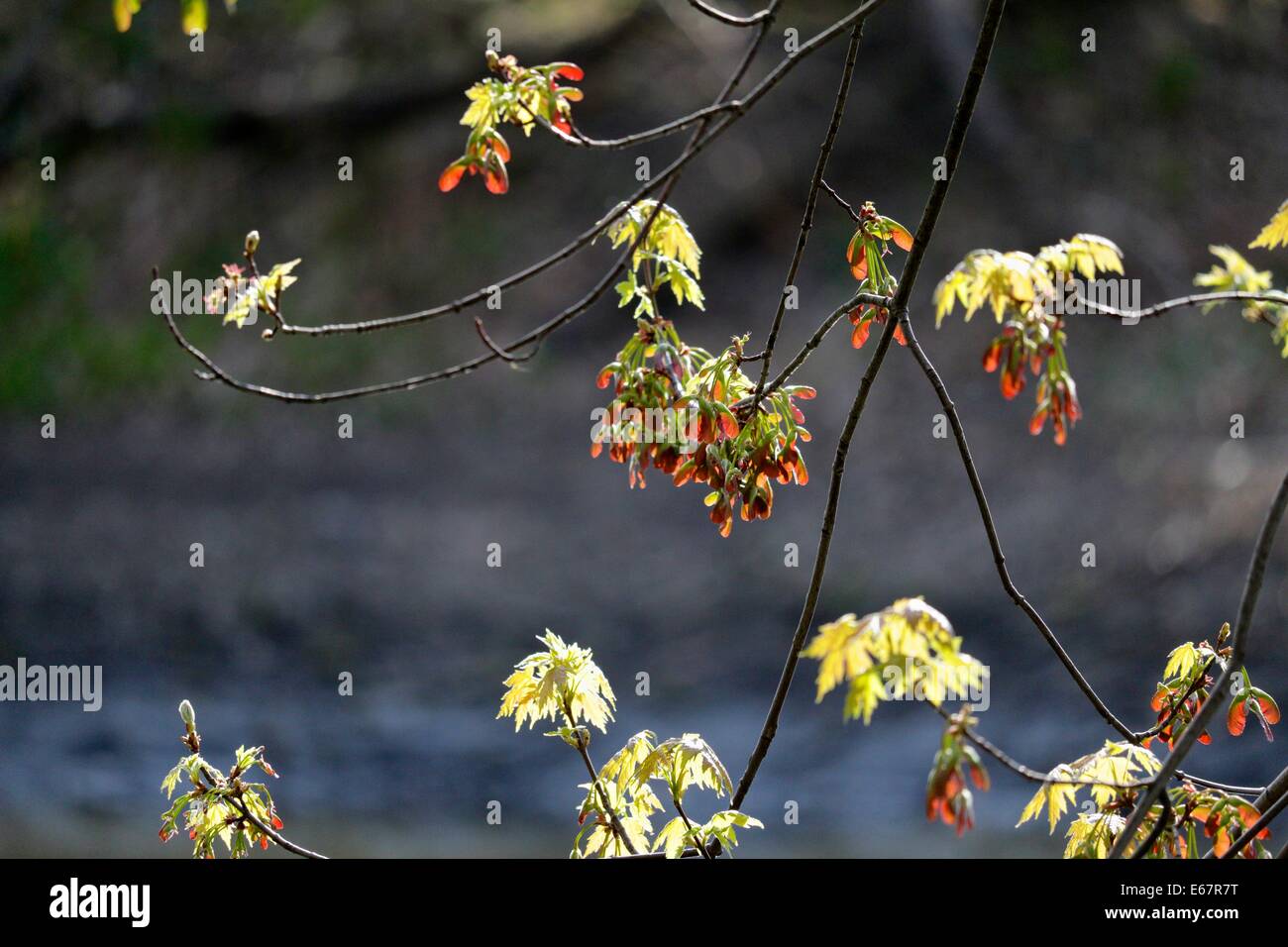 Silver maple with seeds in spring Stock Photo - Alamy