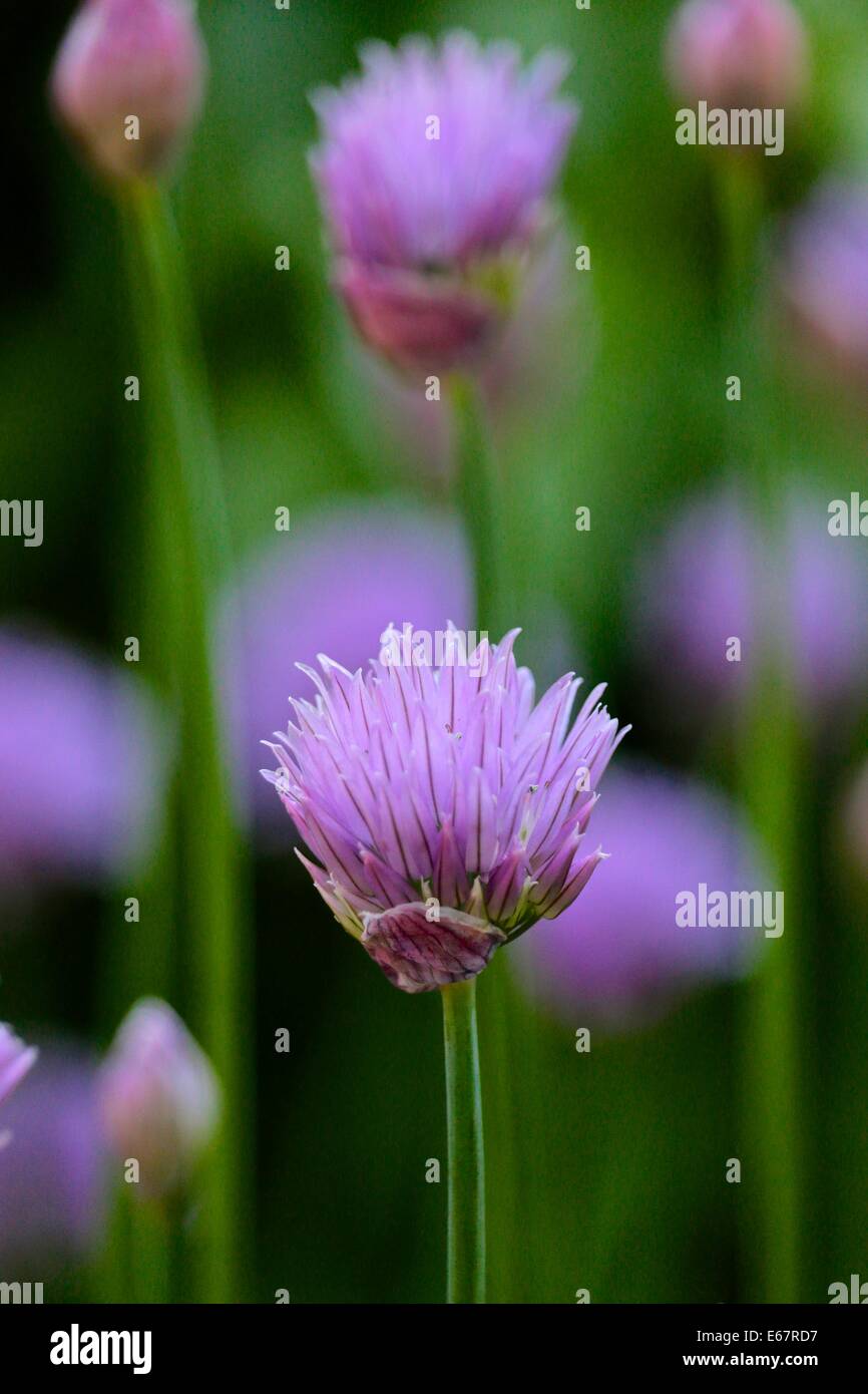 Ornamental chive hi-res stock photography and images - Alamy