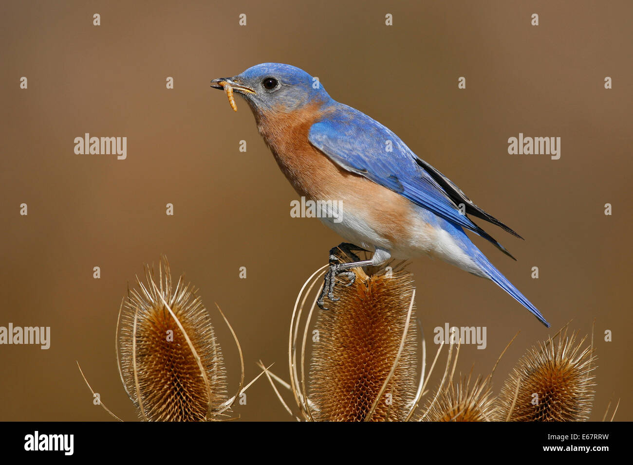 Eastern Bluebird - Sialia sialis - Adult male Stock Photo - Alamy