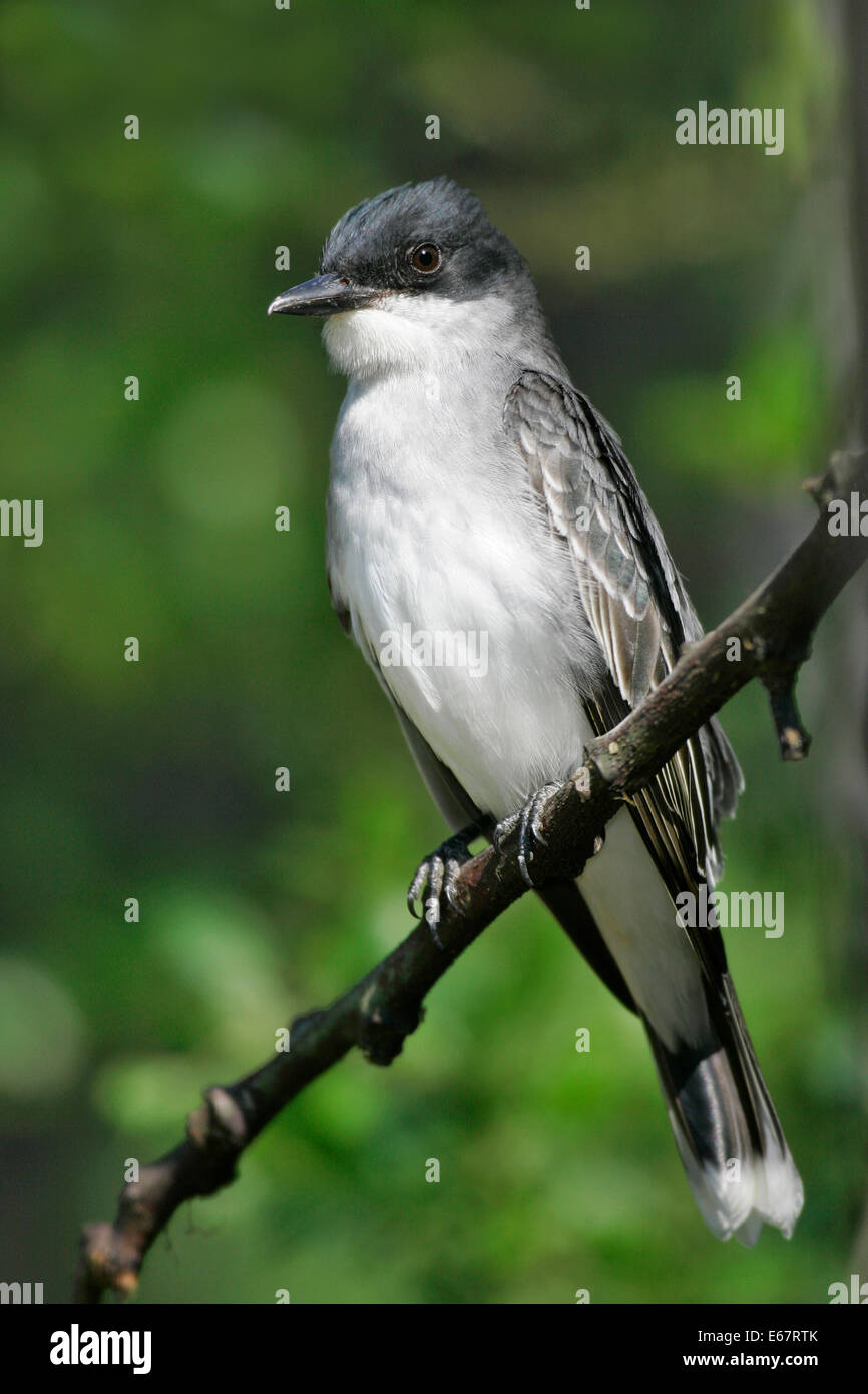 Eastern Kingbird - Tyrannus tyrannus Stock Photo - Alamy