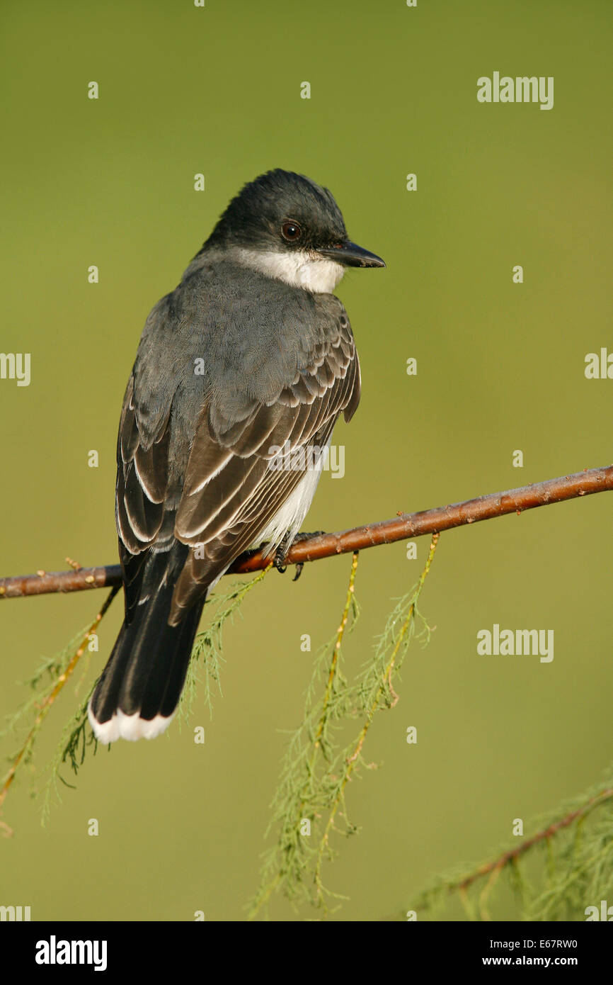 Eastern Kingbird - Tyrannus tyrannus Stock Photo - Alamy