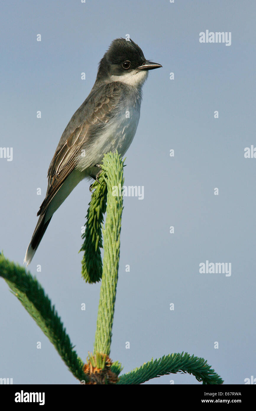 King tyrannus hi-res stock photography and images - Alamy