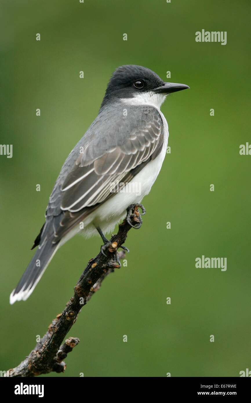 Eastern Kingbird - Tyrannus tyrannus Stock Photo - Alamy