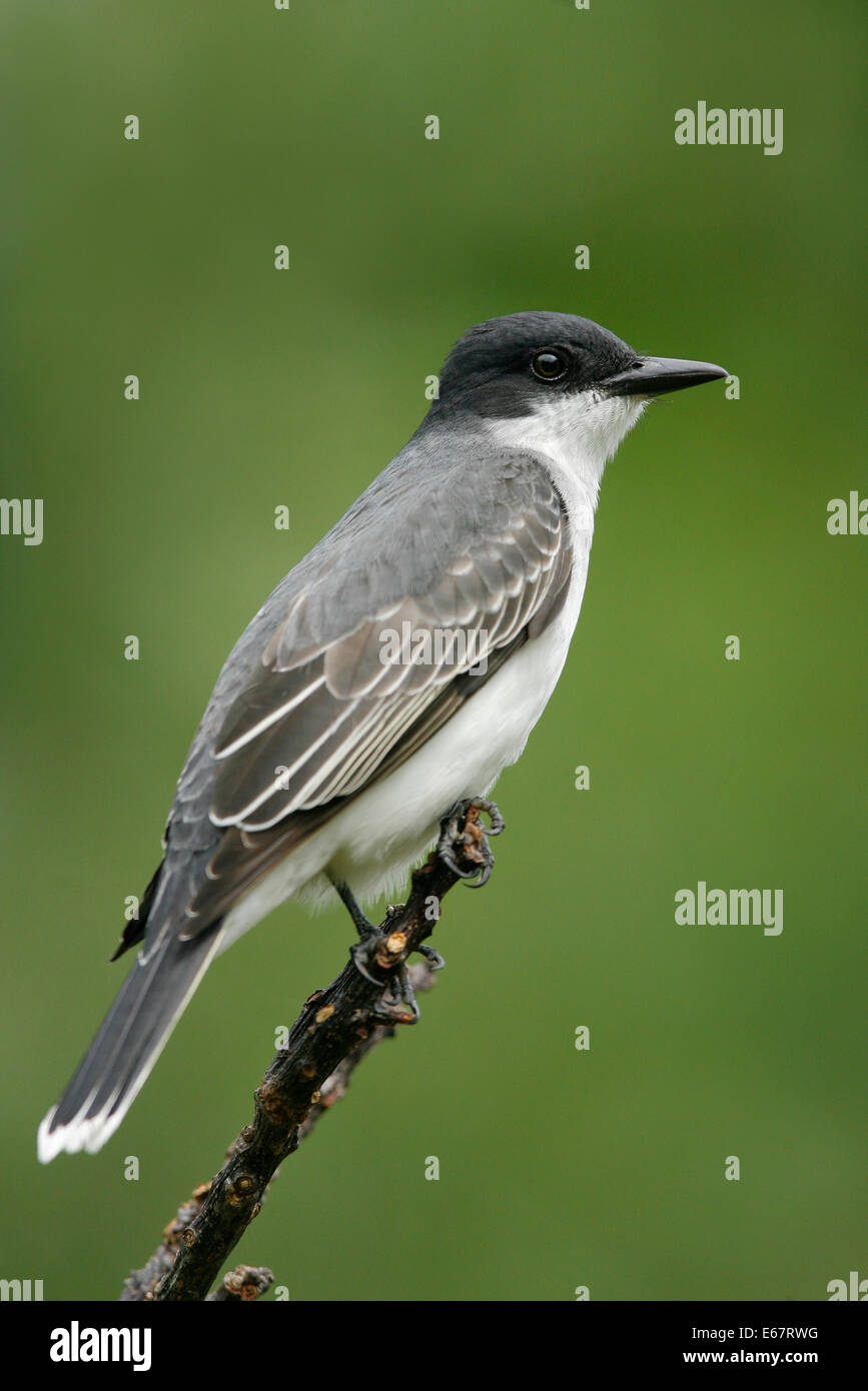 Eastern Kingbird - Tyrannus tyrannus Stock Photo - Alamy