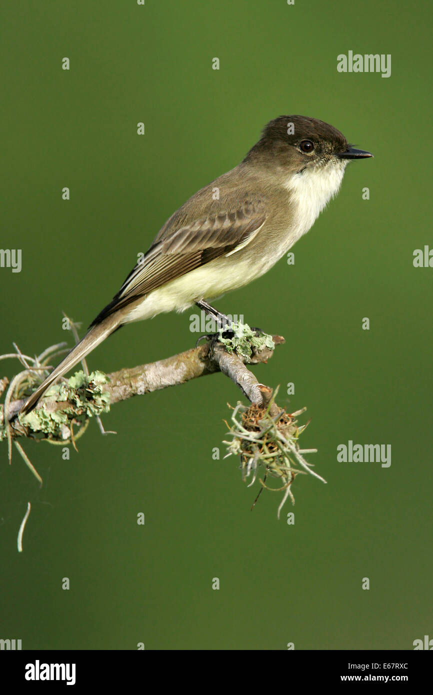 Eastern phoebe bird hi-res stock photography and images - Alamy