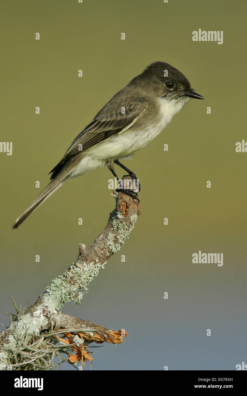 Eastern Phoebe - Sayornis phoebe Stock Photo - Alamy